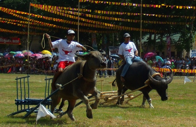 mybeautifulILOILO: 41st Carabao-Carroza in Pavia