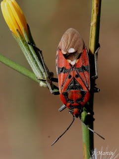 Invertebrados de Ateca.: Spilostethus pandurus (Scopoli, 1763)