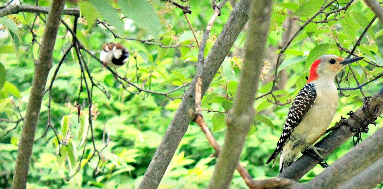 *: A Little Bit of Everything!