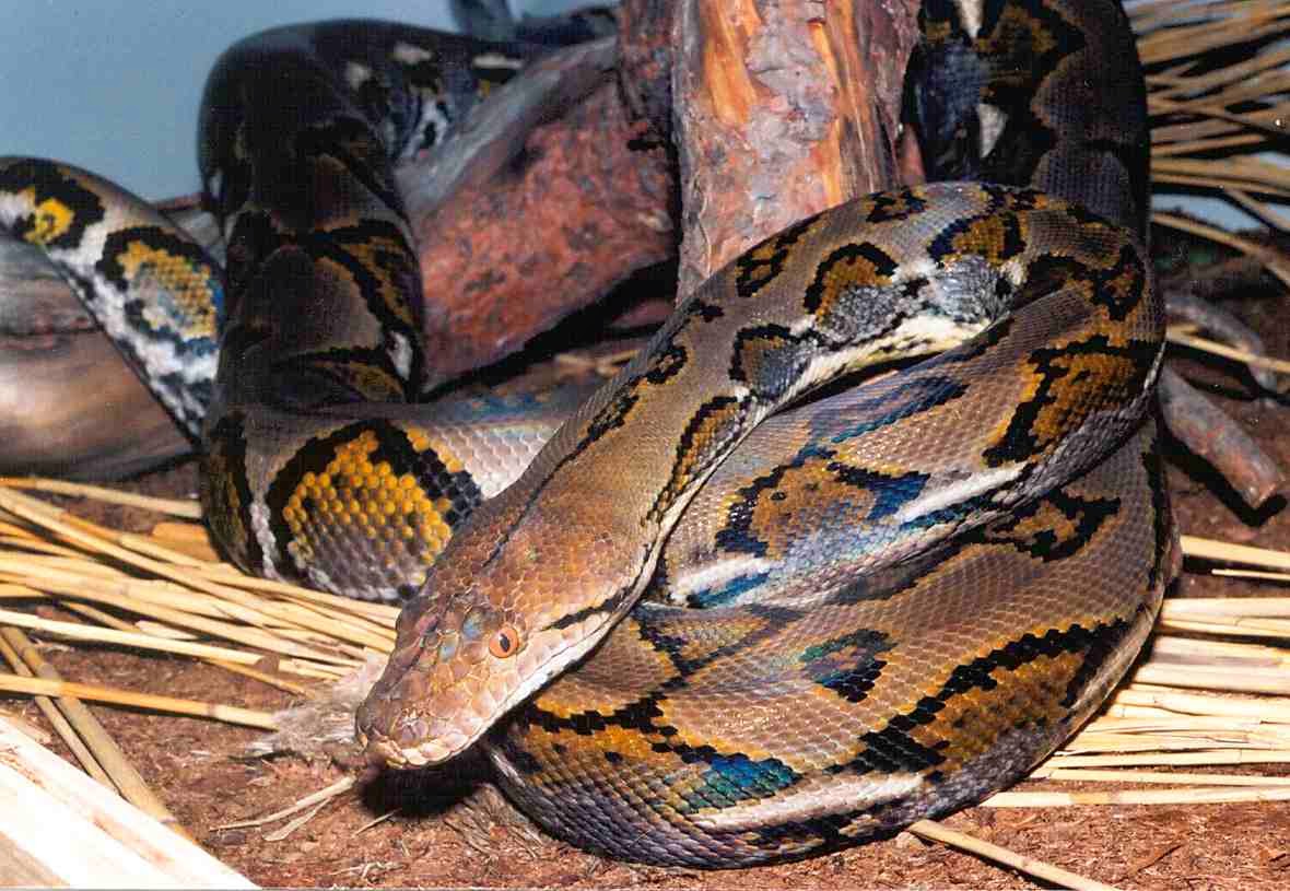 Serpenti, di tutto e di più: Pitone reticolato