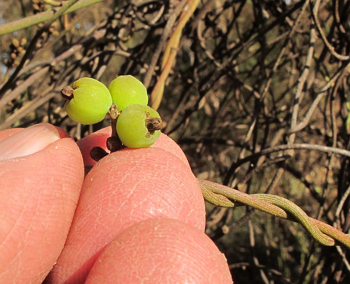 Esperance Wildflowers: Cassytha melantha - Large Dodder Laurel