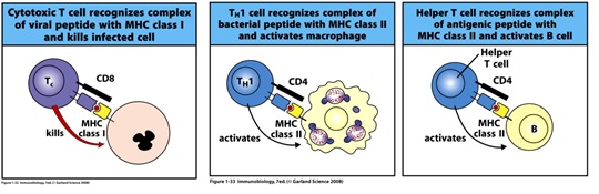 Crystal structure of a complete ternary complex of T-cell receptor ...
