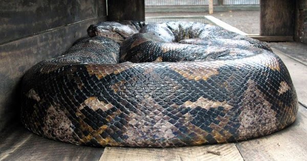 Escaped python kills two young children in their sleep | Nigeria News ...