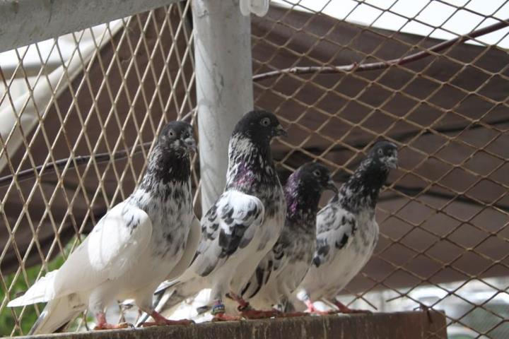 Beautiful High Flying Pigeons Pairs ~ Pigeons Photos | Pigeons Care ...