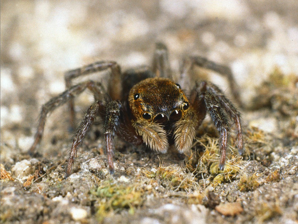 All Our Stories- 'Fallin Bing- from Coalfield to Brownfield!': The ...