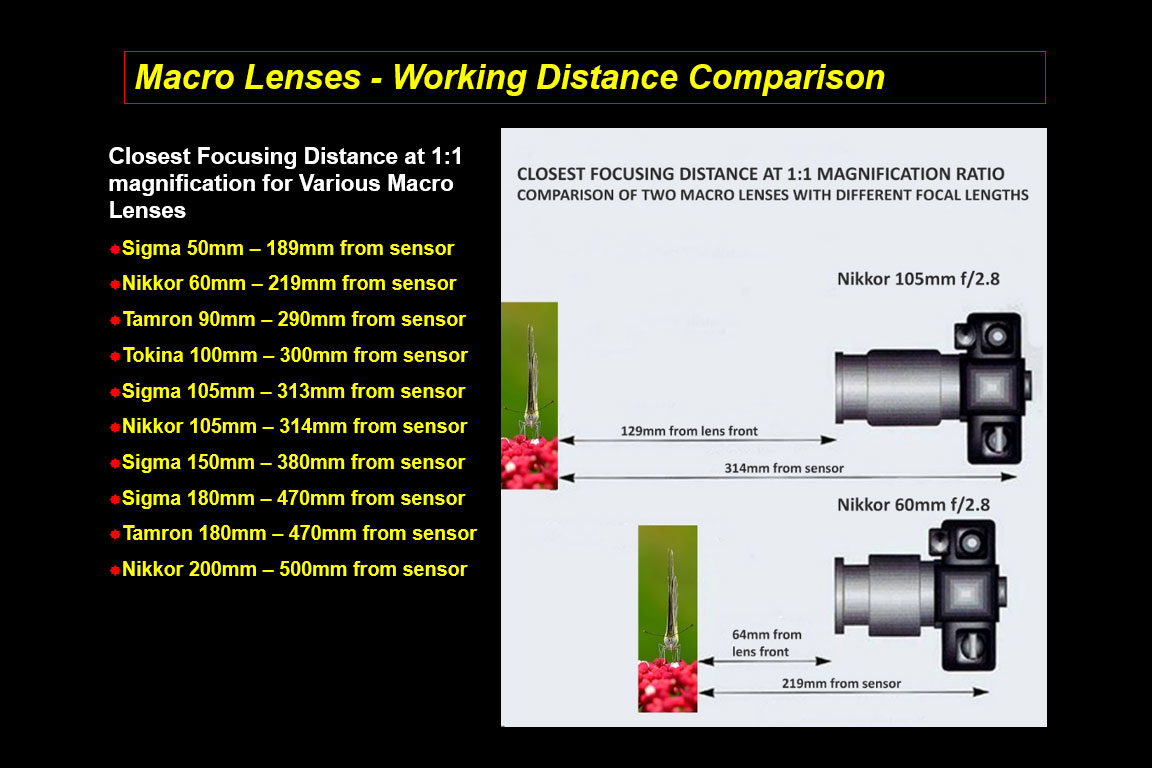 Butterflies of Singapore: 07/01/2016 - 08/01/2016