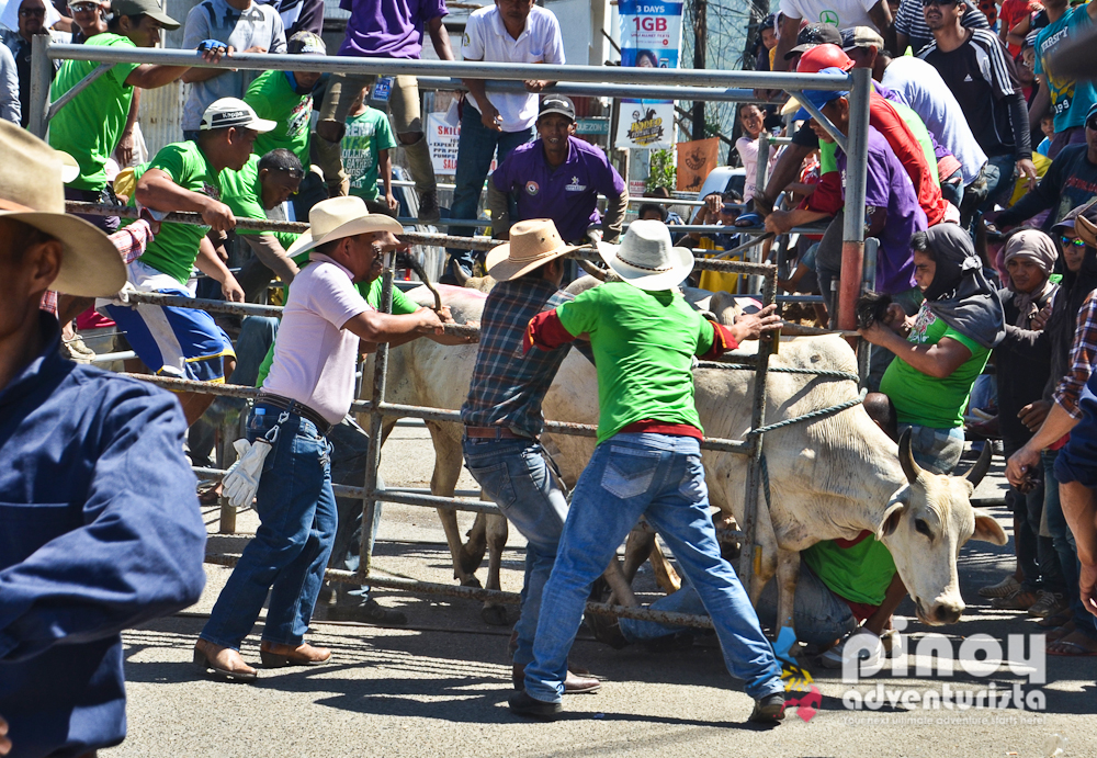 RODEO FESTIVAL Experience in Masbate City | Blogs, Travel Guides ...