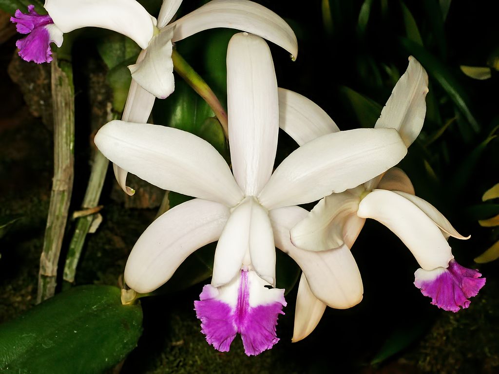 Grow and care Cattleya intermedia orchid - The intermediate Cattleya | Travaldo's blog