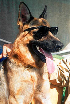 PICTURE BUGS: Gunther IV Dog