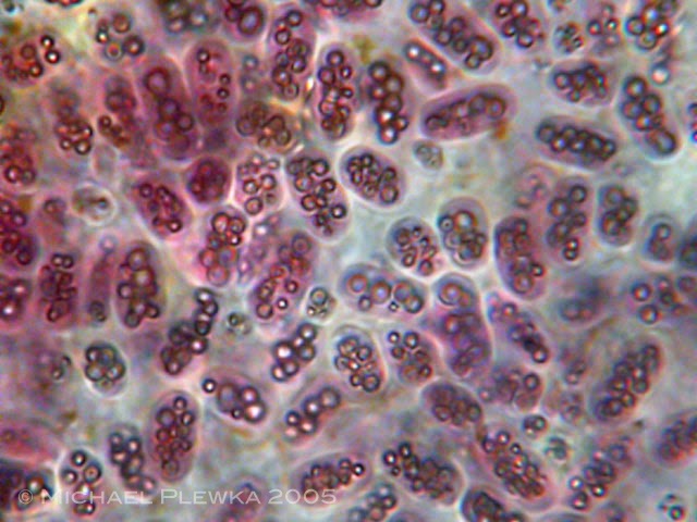 3D Blog: Bakteri Sulfur Ungu; Chromatium okenii