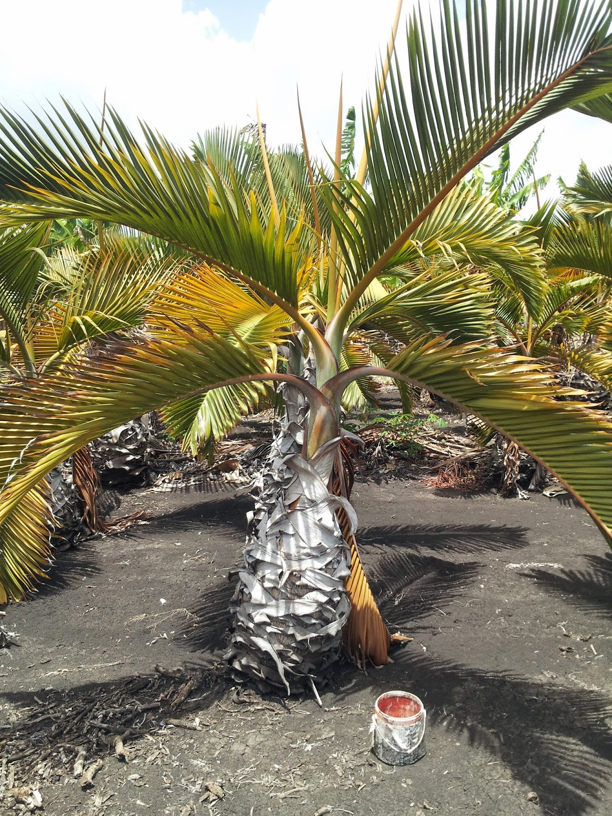 palmas ornamentales: Palma Botella
