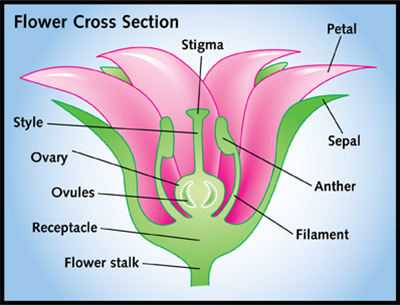 Reproduction in Flowering Plants