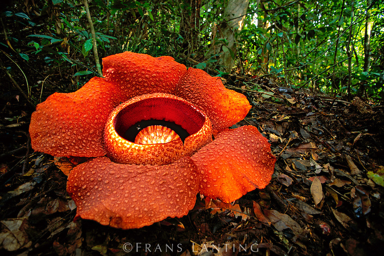 d' Putih Homestay Kota Kinabalu: Permandangan yang tercantik di Sabah