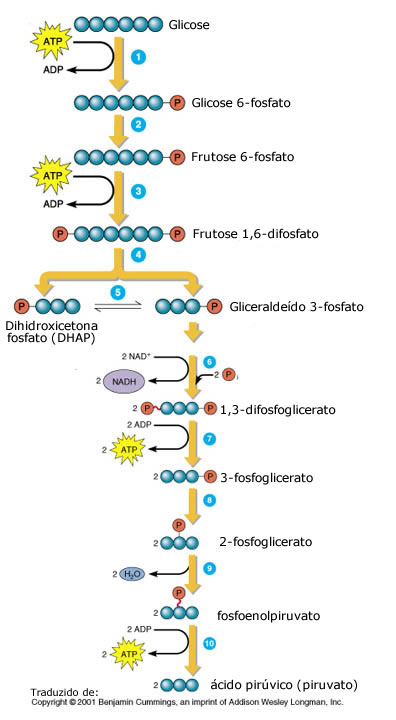 Via Glicolítica ou Glicólise | UFG - Biomedicina 33