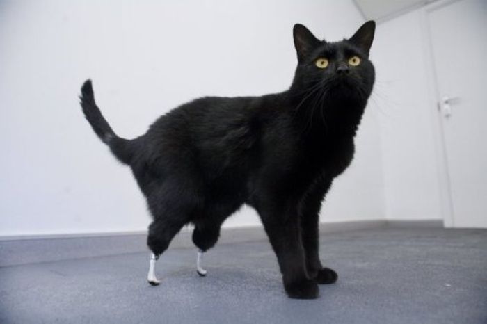 World Of Technology: Cat with Prosthetic Legs (10 pics)