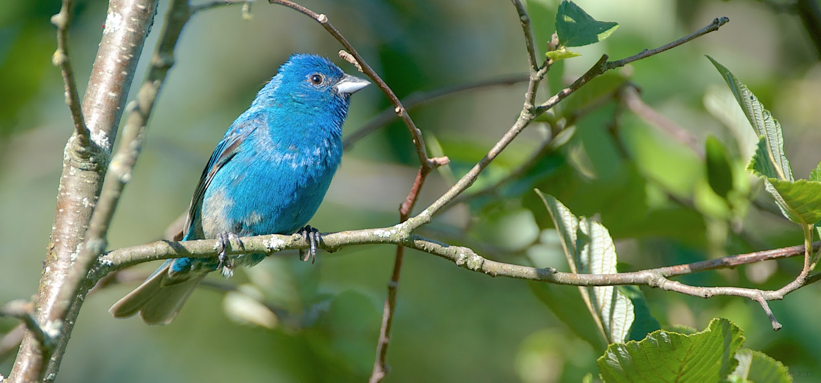 Passerin indigo - Indigo Bunting