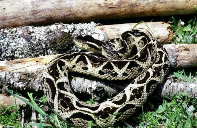 Argentina nativa: Yararacusú (Bothrops jararacusu)