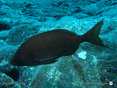 Check the Sea. Web de buceo y fotografía submarina de las Islas ...