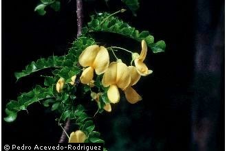 Flora de Puerto Rico Ilustrada Papo Vives: FABACEAE PICTETIA ACULEATA ...