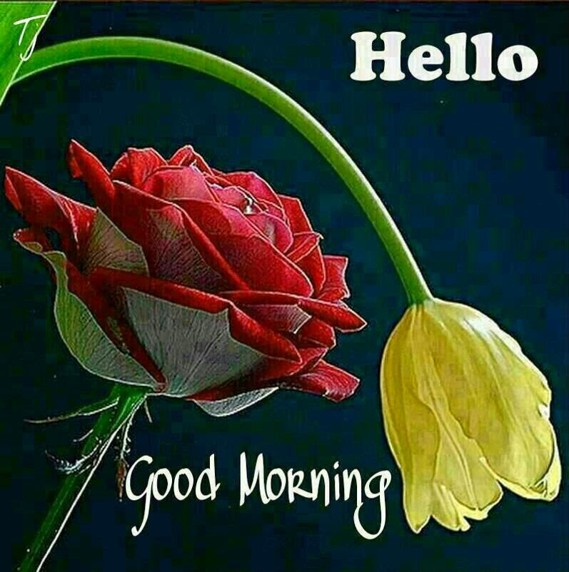 Morning Hello Wallpapers, Best Good Morning Images | Festival Chaska
