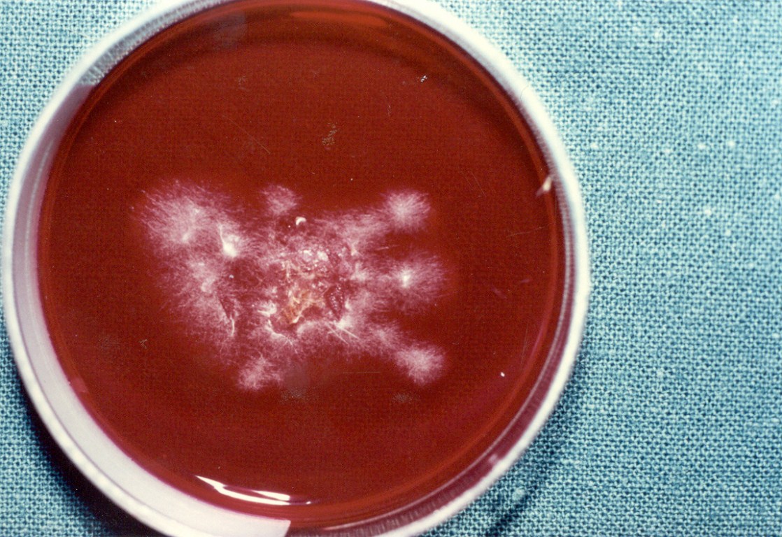 Gyvūnų globa prieglaudose: Dermatofitozė (odos grybelis) ir jos ...