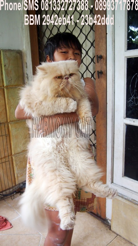 KUCING JANTAN PIGNOSE,PEAKNOSE,PESEK EXTREEM SUPER JUMBO ( LIMIT ...