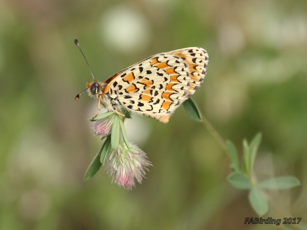 Wildlife Watching with FAB.: Northern Greece - Butterflies.