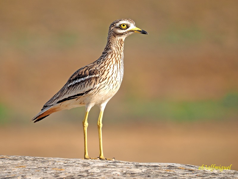 Miguel fotografia: Alcaraván común (Burhinus oedicnemus)