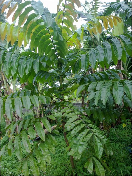 Budidaya Buah Matoa Yang Sederhana Dan Mudah | Tips Merawat Tanaman Ok