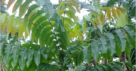 Budidaya Buah Matoa Yang Sederhana Dan Mudah | Tips Merawat Tanaman Ok