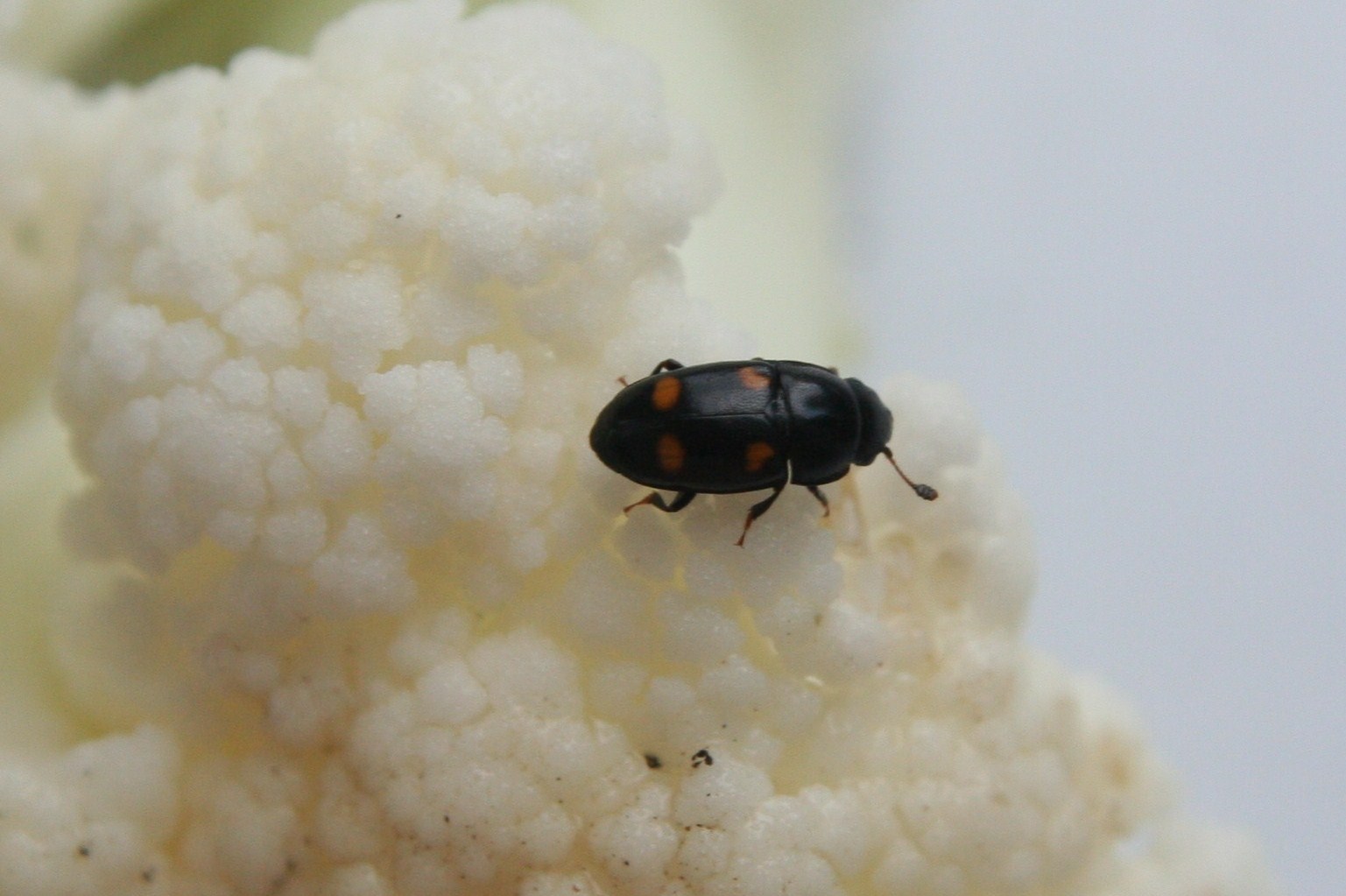 Valley Naturalist: July 2011