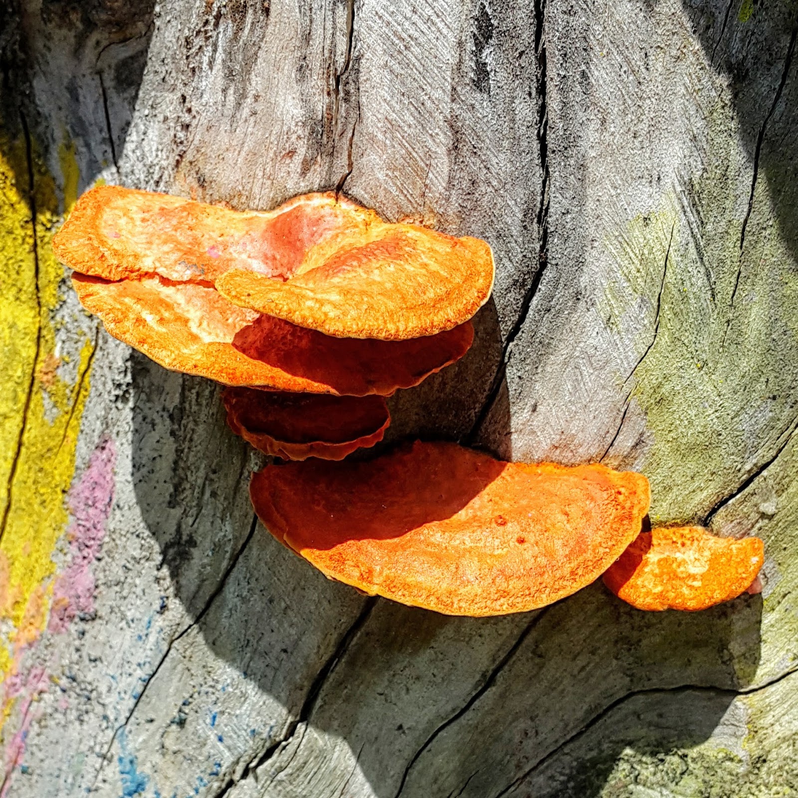 "Verdade//aspas" : 👪 Polyporaceae (Pycnoporus sanguineus)