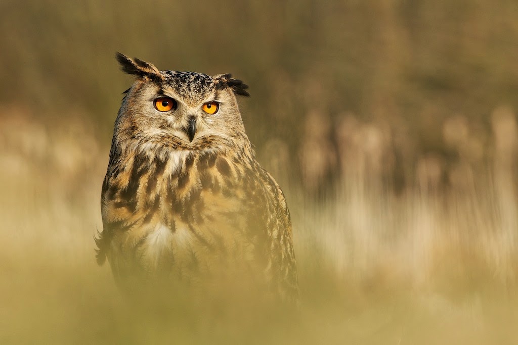 Matt's Photos: European Eagle Owl