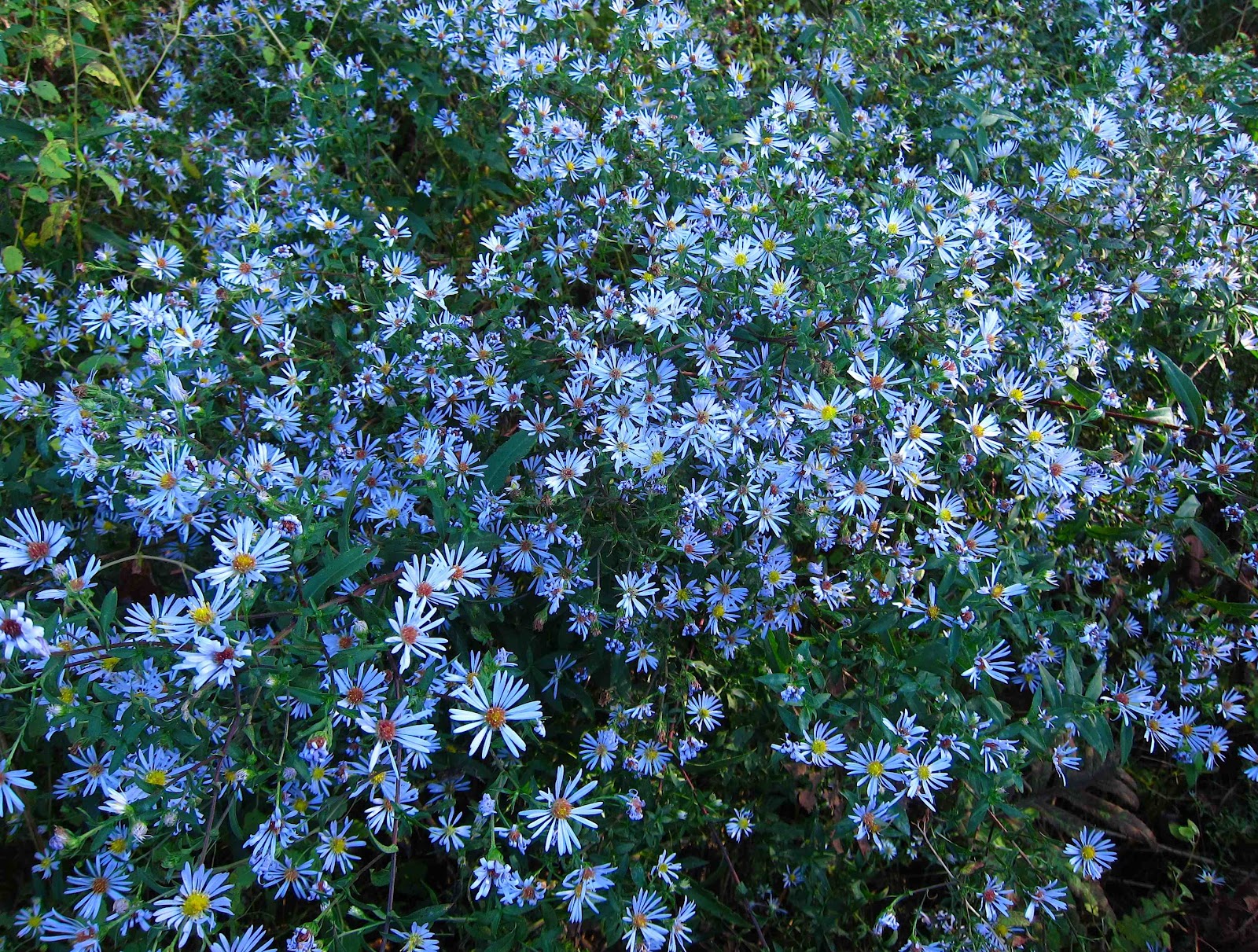 Saratoga woods and waterways: Stalking the Zig-zag Aster