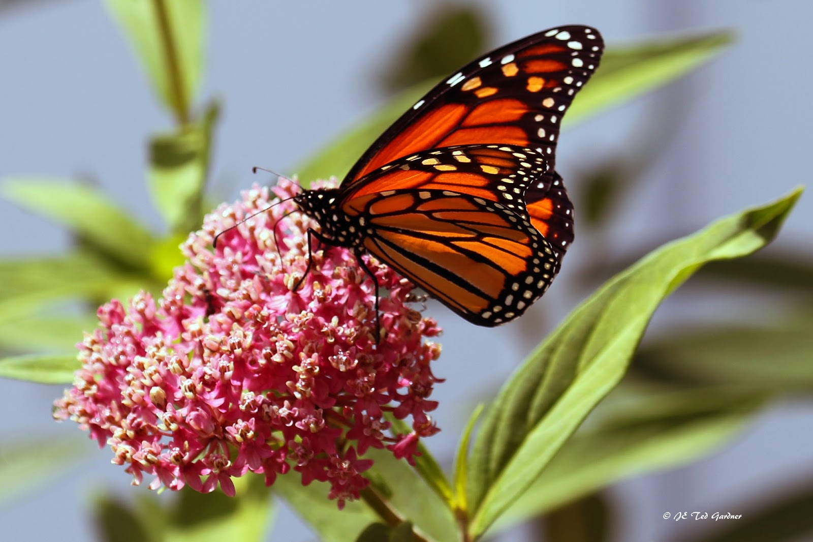 T-bone Images: A Royal Butterfly