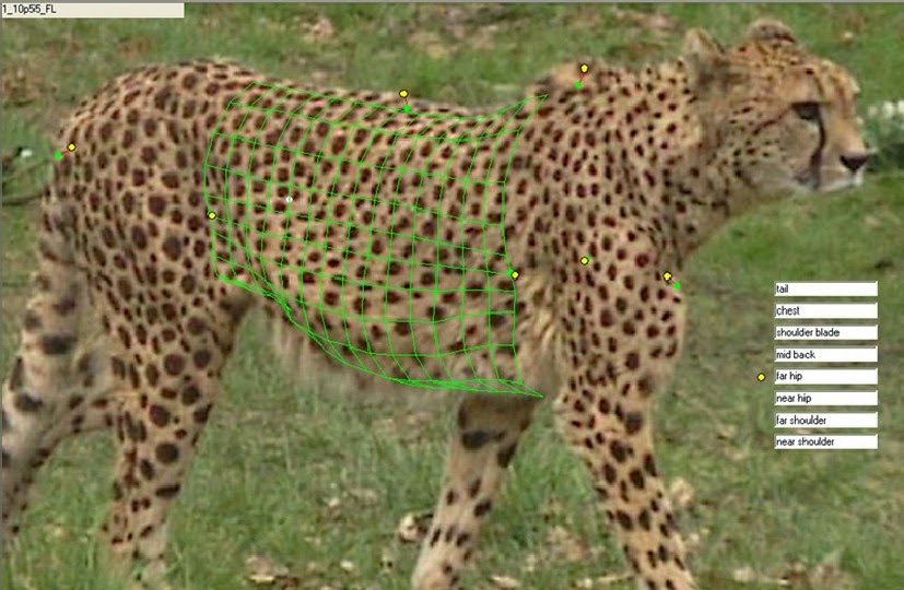 AVEEK- Blogs: cheetah