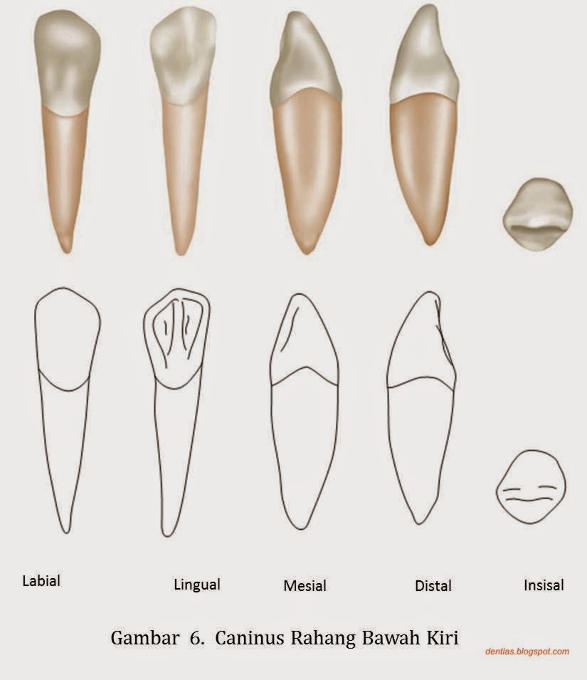 Morfologi Gigi Permanen ~ Dent-ias || notes