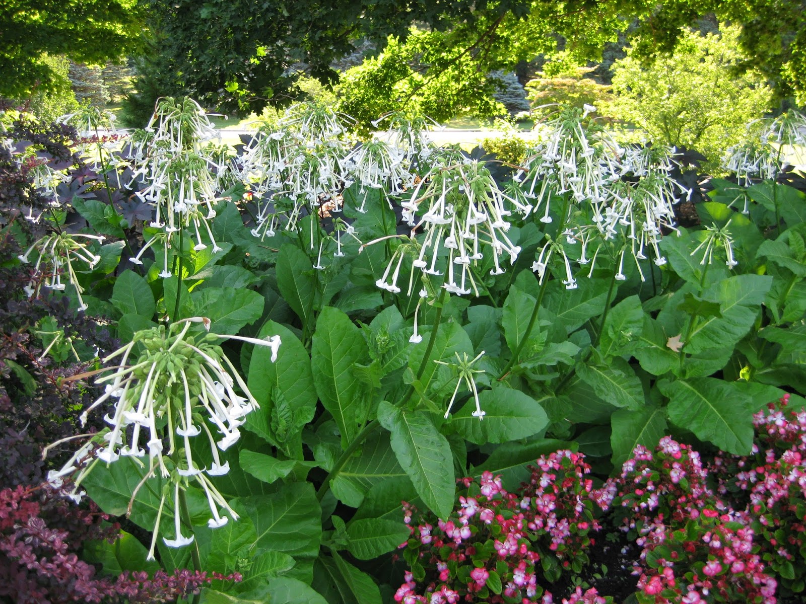 Nifty Nicotiana | Rotary Botanical Gardens