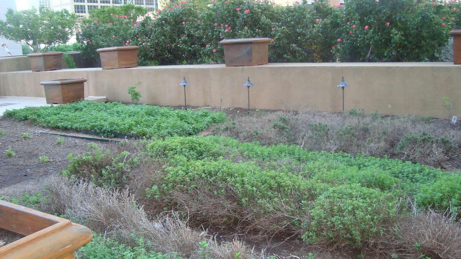 The Dish On Dallas: Pyramid Restaurant and Bar