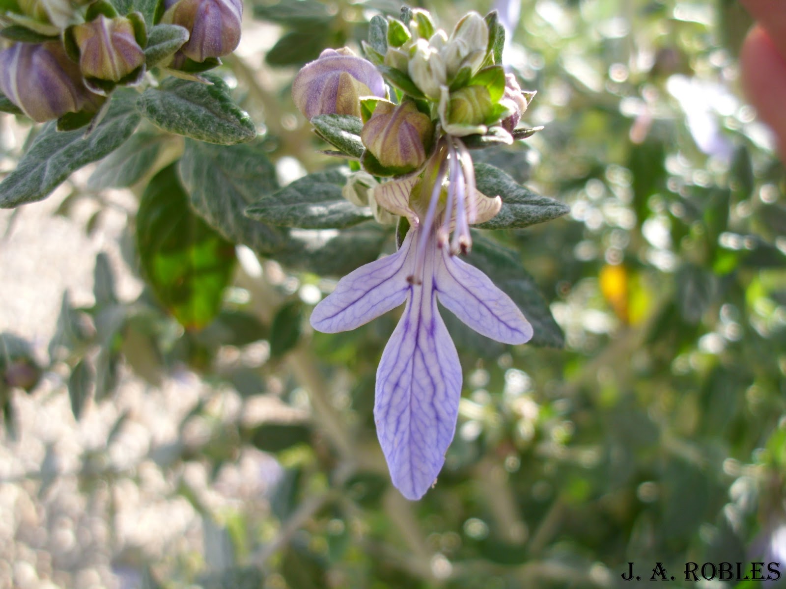 Silencio verde, la vida...: Teucrium fruticans (olivilla, teucrio)