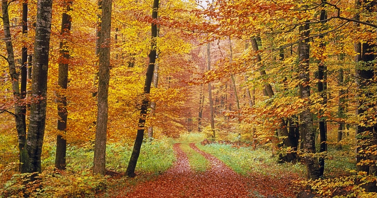 Free HD Images (FIFCU Purchased): 13 Images of Forest Way