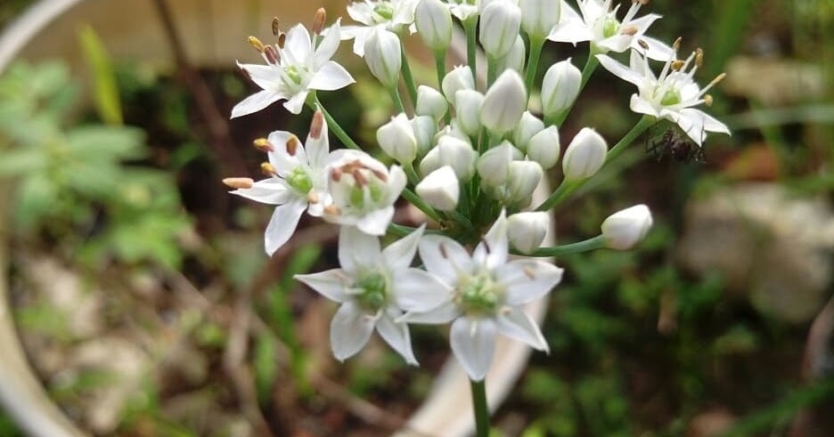 Tertunailah Hasrat Di Hati: BUNGA KUCAI CANTIK SUNGGUH