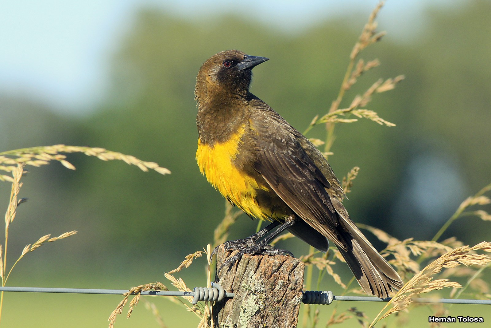 Aves Bonaerenses: Galería de pecho amarillo