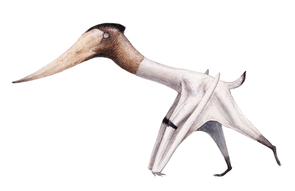 Even lambs have teeth... Xericeps | Dinosaurios (El Cuaderno de Godzillin)