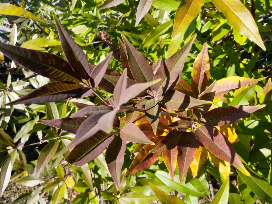 Future Plants by Randy Stewart: Vitex - the Chaste Tree family