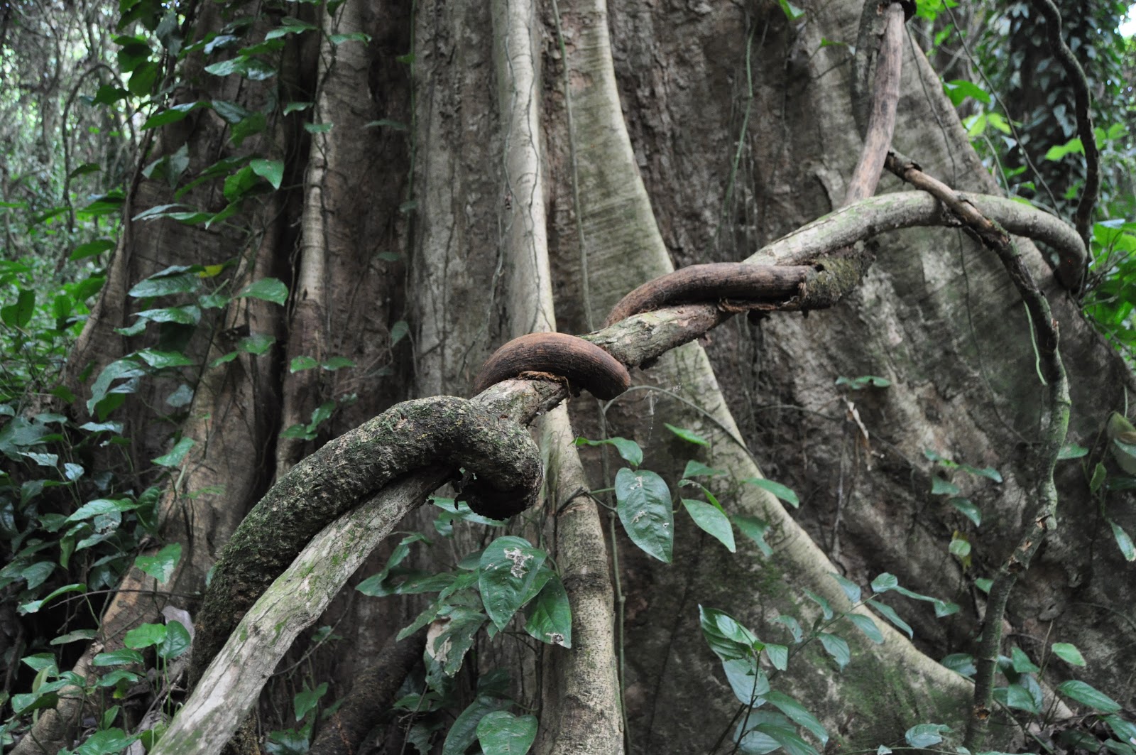 BURUNDI moi tout ...: Escapade dans la réserve naturelle de Kigwena