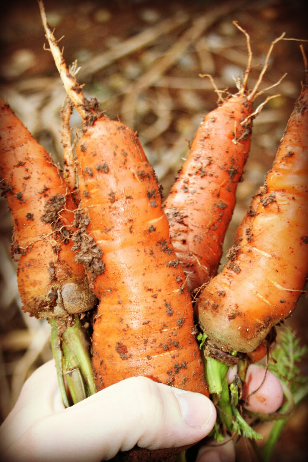 Two Bears Farm and the Three Cubs: Winter Garden - Rural Thursday