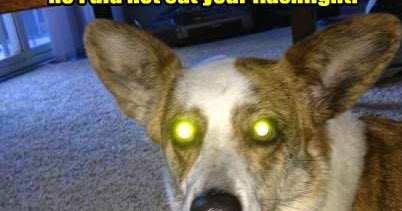 Thinking Pink: Top Five LOL Dogs of the Day