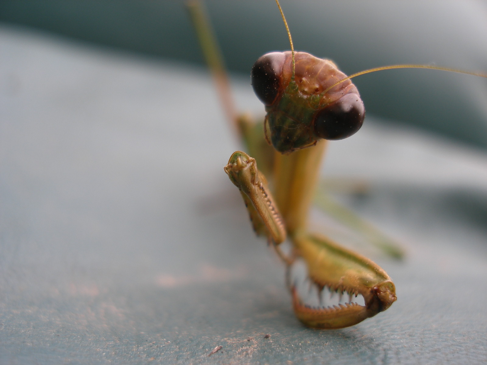 JSH's Visual Slushpile: Dead Praying Mantis
