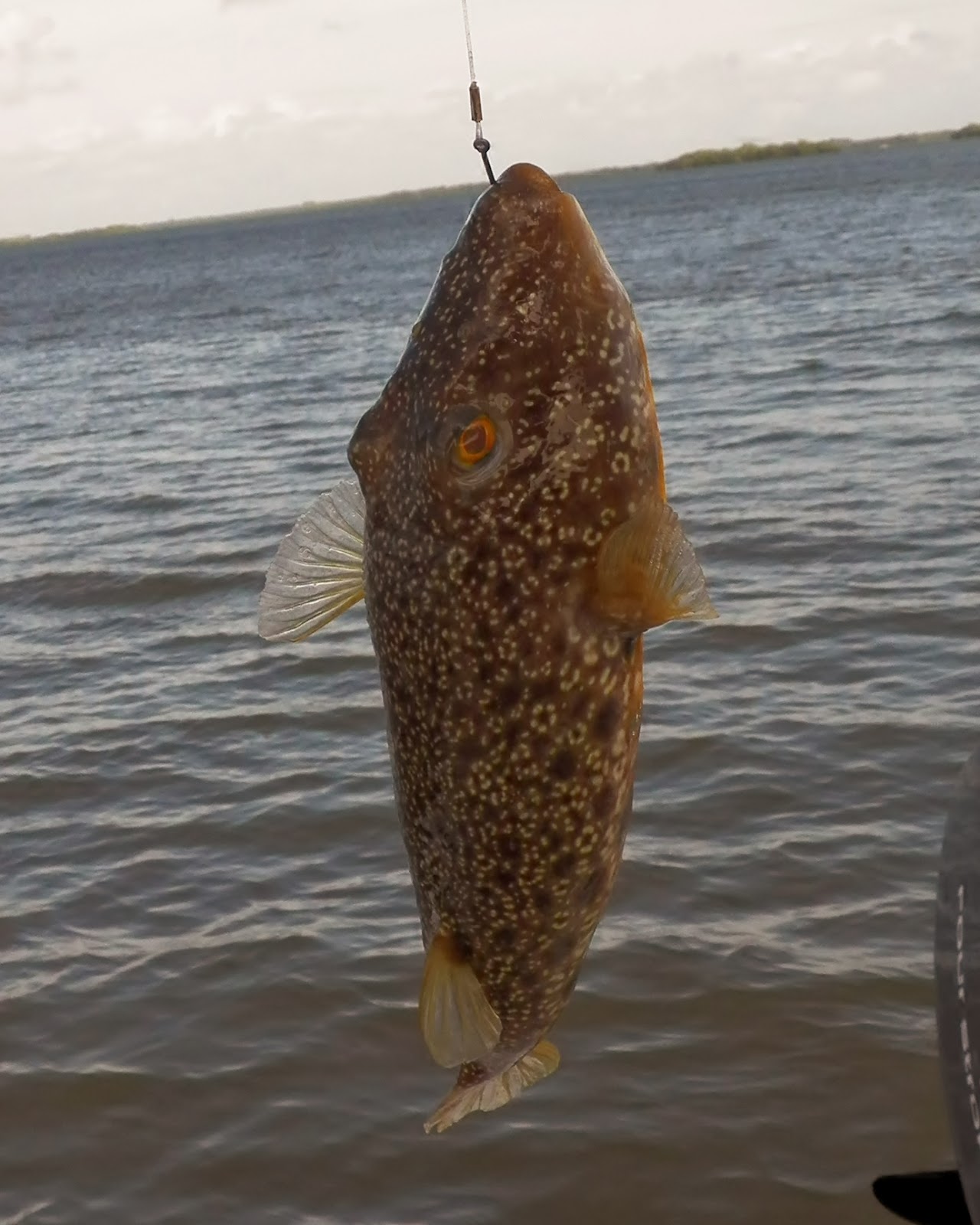 My Backyard: Saltwater Fishing Trip